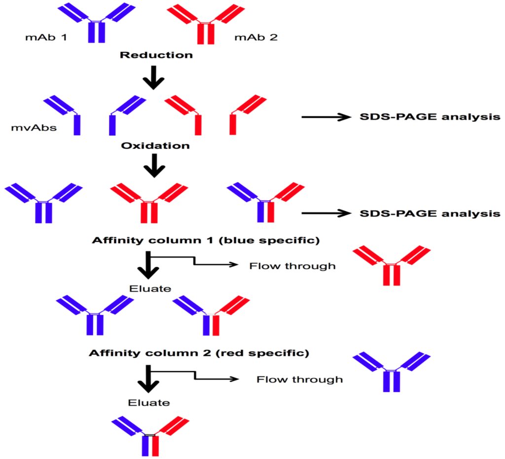 Bispecific Antibody